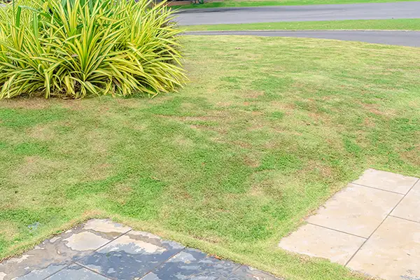 Treating Brown Patch Fungus with Lawn Care and Maintenance