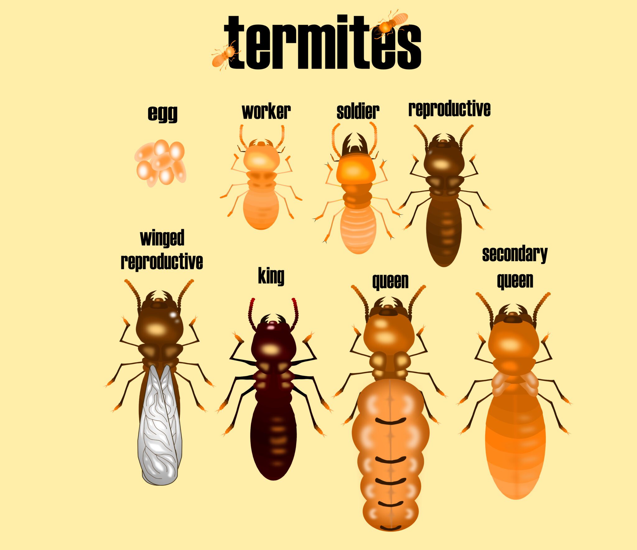 What Do Termites Look Like in Florida?