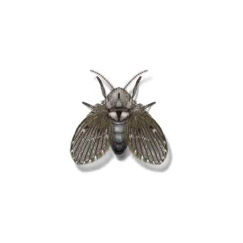 Drain Fly Identification | Bug Out Pest Control