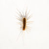 House Centipede Pest Identification | Insect Control
