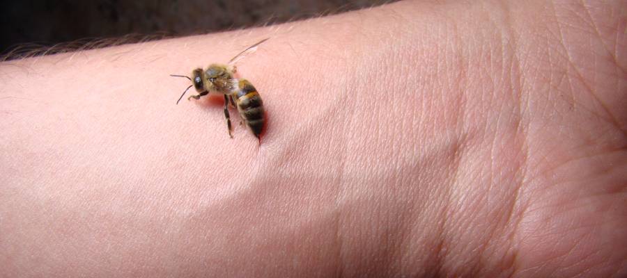 Buzzing About: Stinging Insects in Florida